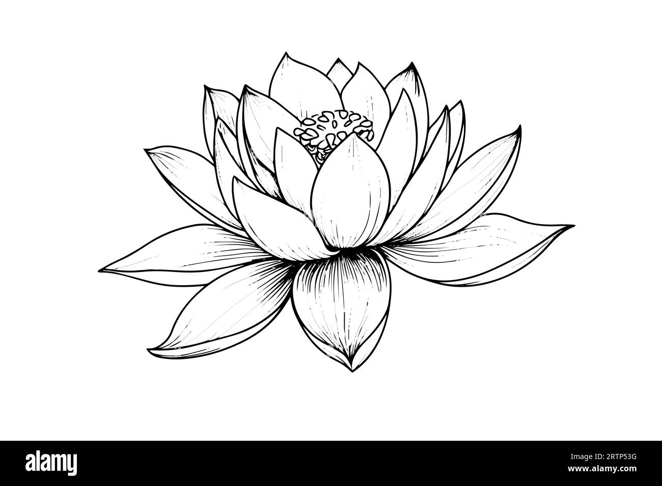 A lotus lily water flower in a vintage woodcut engraved etching style ...