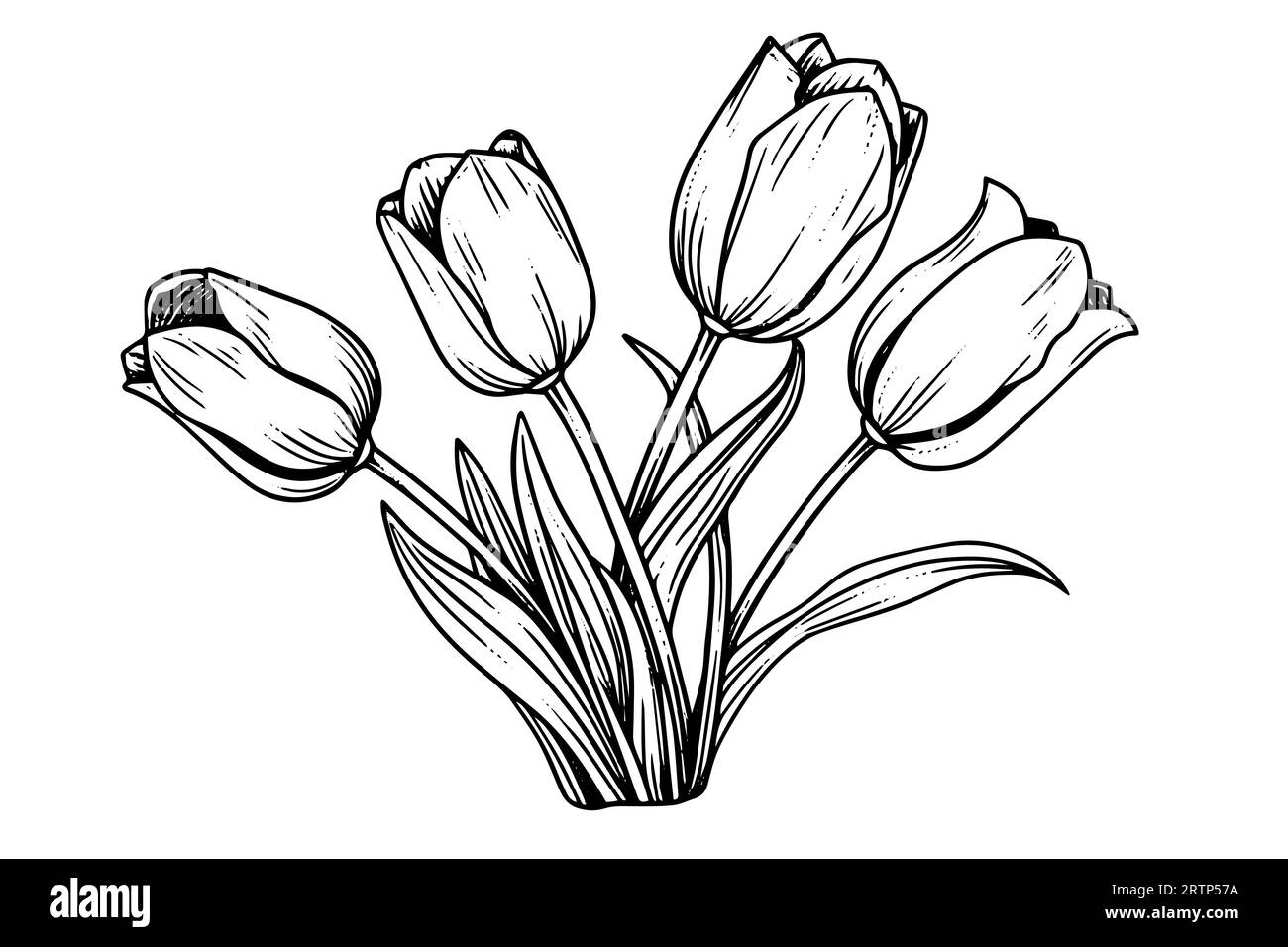 Hand drawn art of tulips branches. Flower isolated on white background. Vintage vector ...