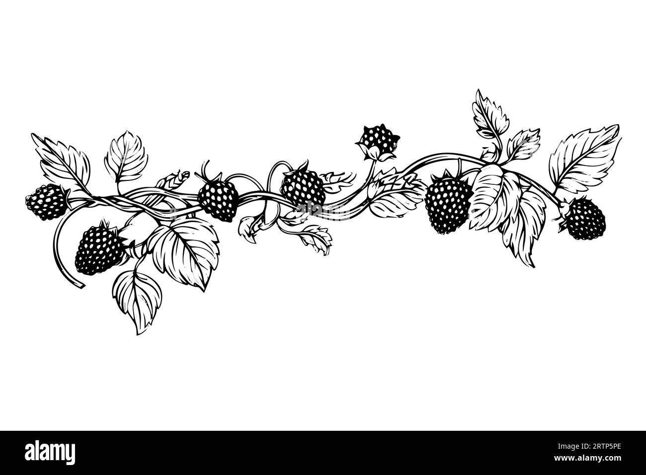 Blackberry or raspberry hand drawn ink sketch. Engraving vintage style ...