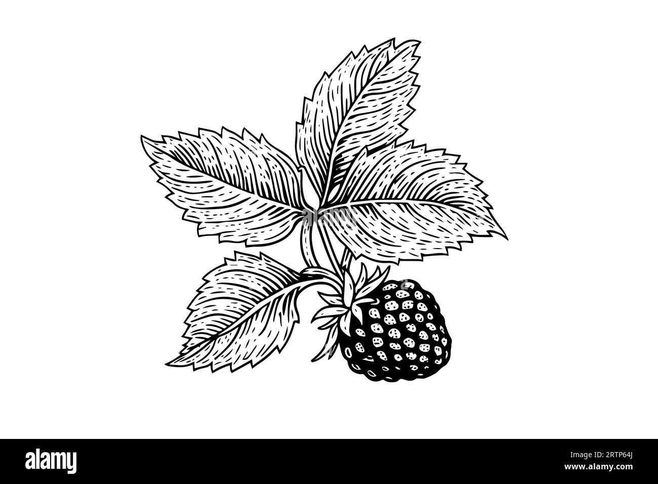Raspberry branch hand drawing ink sketch. Engraving style vector ...
