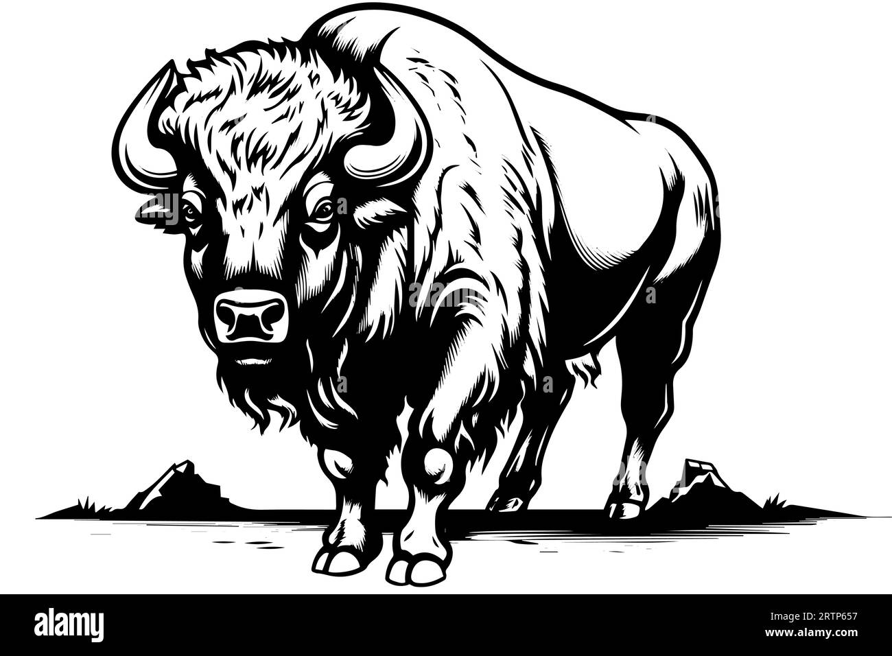 Hand drawn buffalo. Vector illustration of bull ink sketch engraving ...