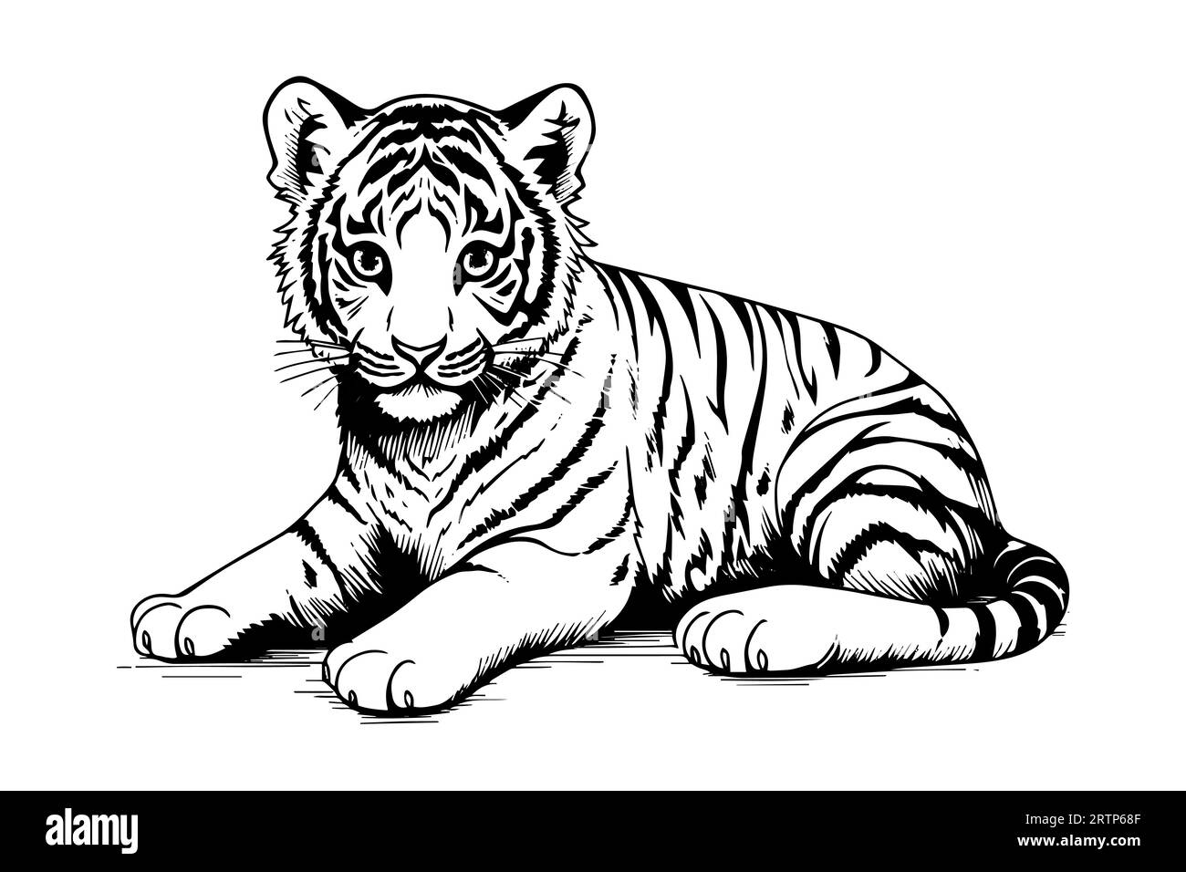 Hand drawn engraving style sketch of a tiger cub, vector ink ...