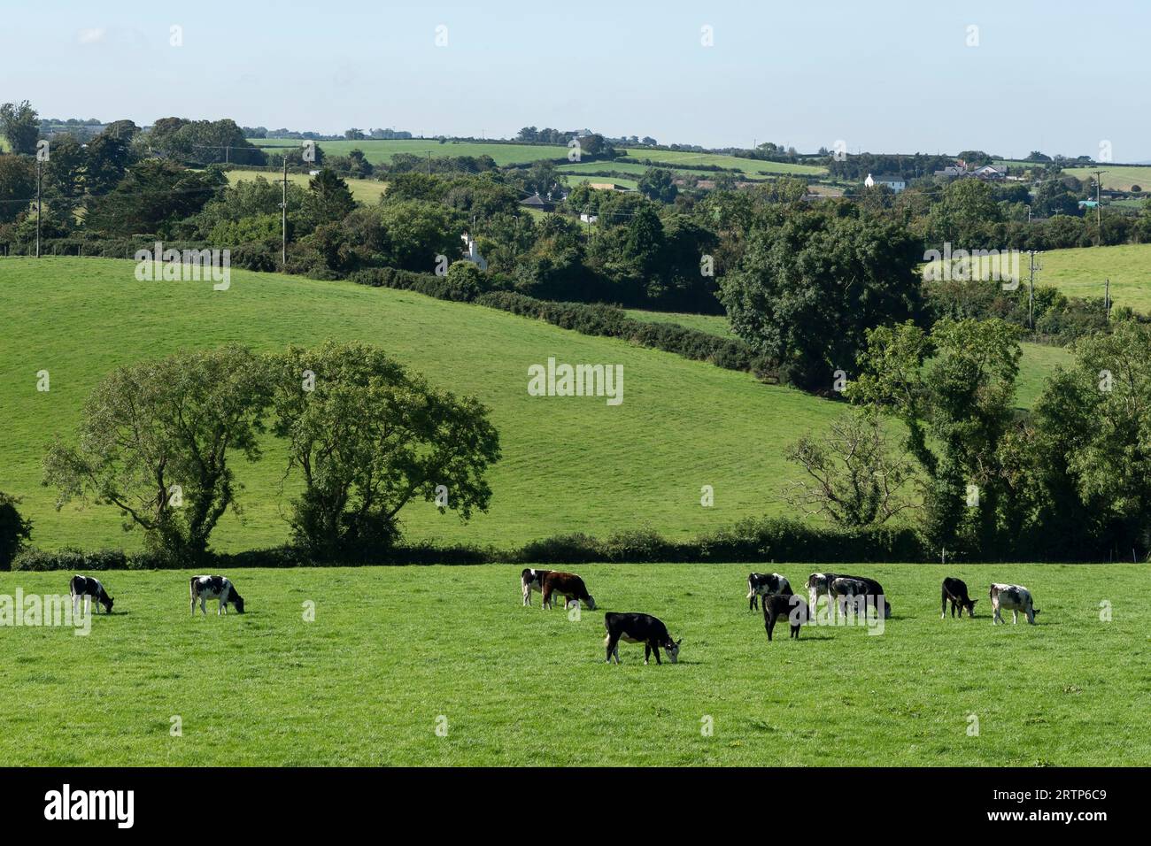 Rolling countryside and a field of cows in Crawfordsburn Northern ...