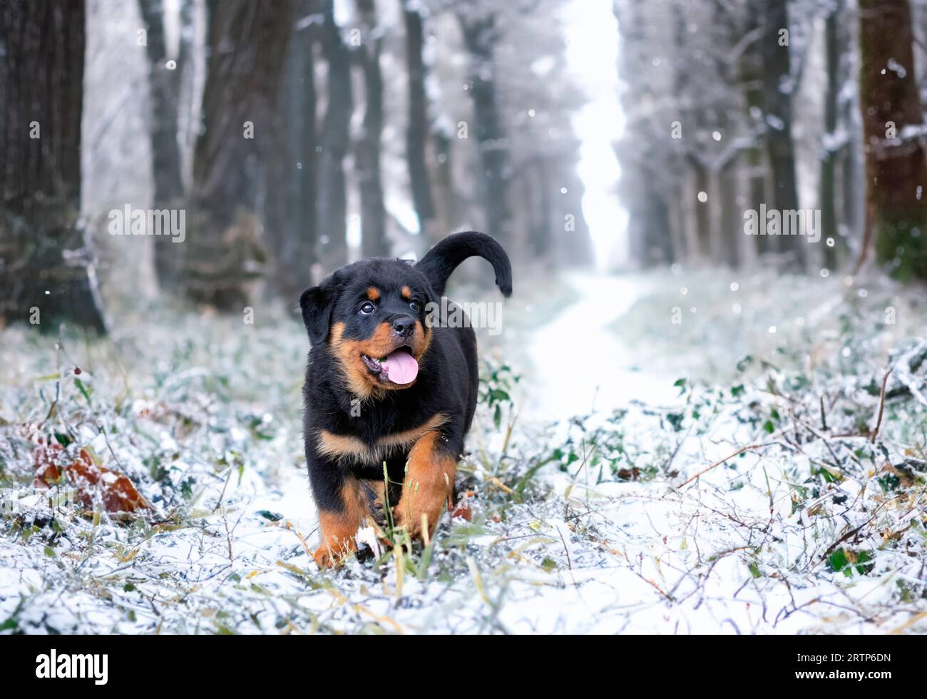 puppy rottweiler running in the nature in summer Stock Photo - Alamy