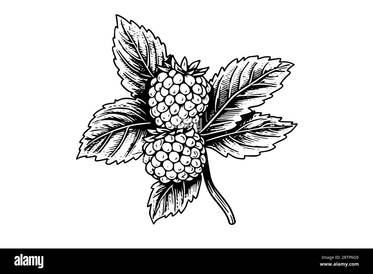 Raspberry branch hand drawing ink sketch. Engraving style vector ...