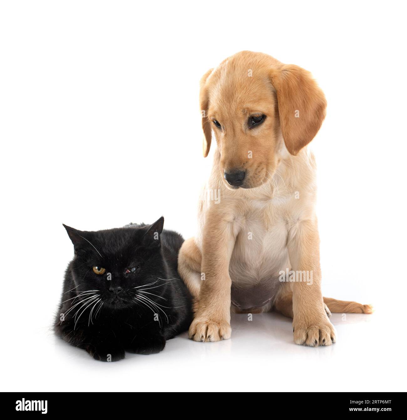 puppy labrador retriever and cat in front of white background Stock ...