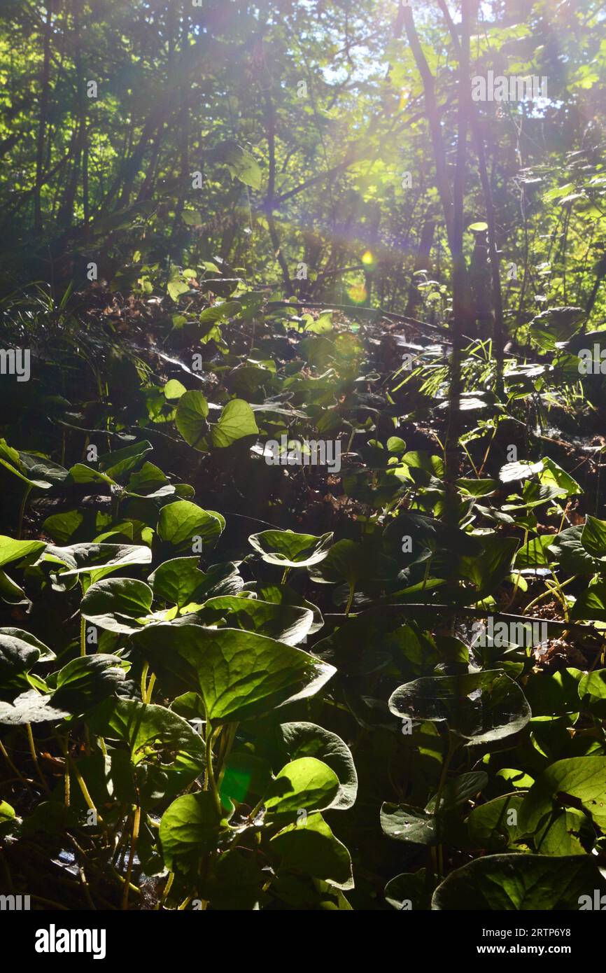 western wild ginger Stock Photo - Alamy