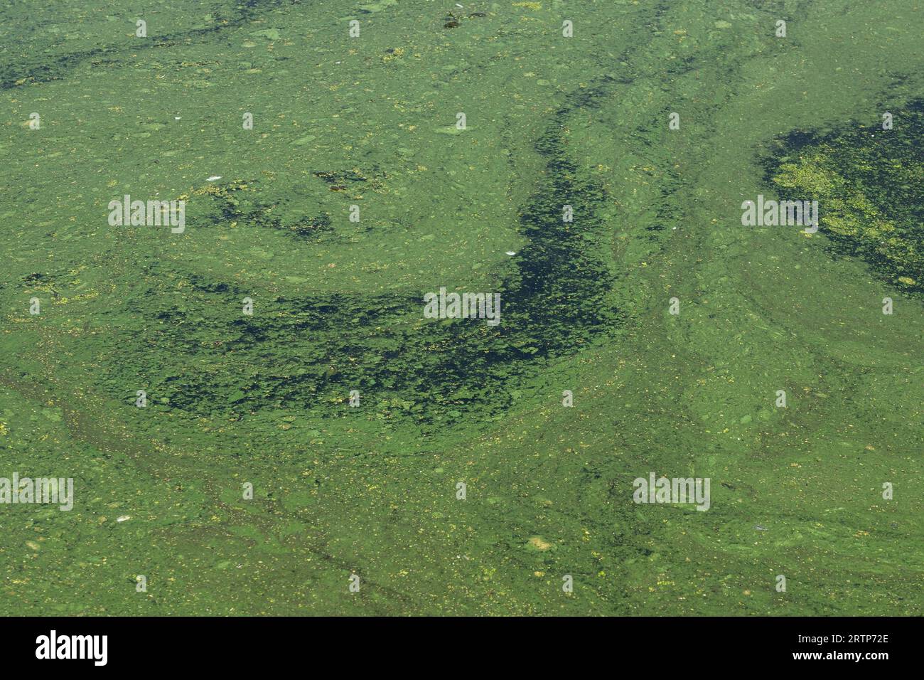 Green algae and algal bloom at Kinnego Marina Lough Neagh Northern ...