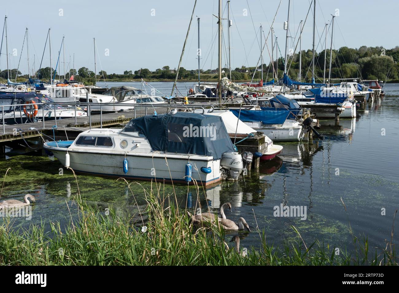 Green algae and algal bloom amongst the boats in the harbour at Kinnego ...
