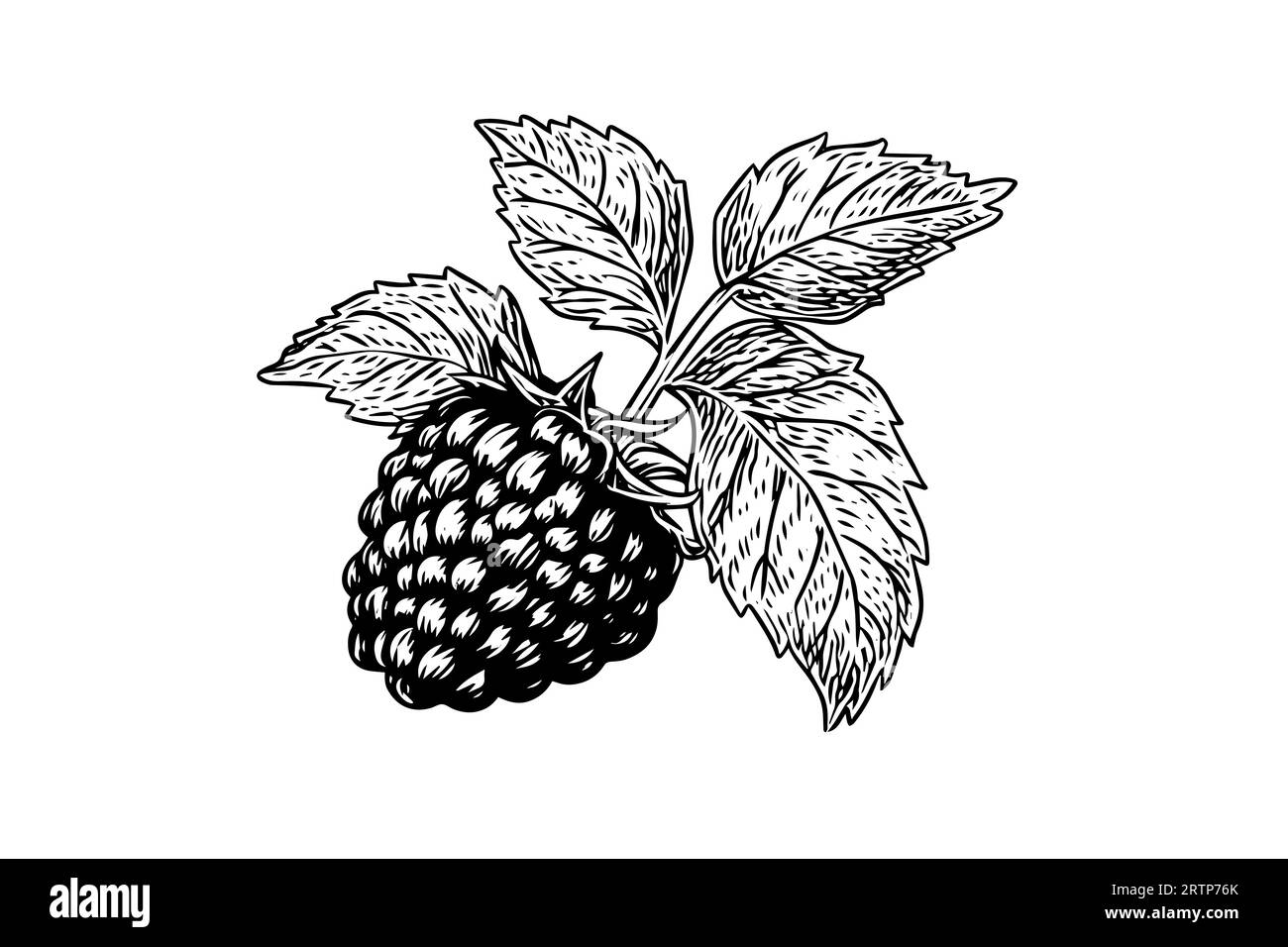 Raspberry branch hand drawing ink sketch. Engraving style vector ...