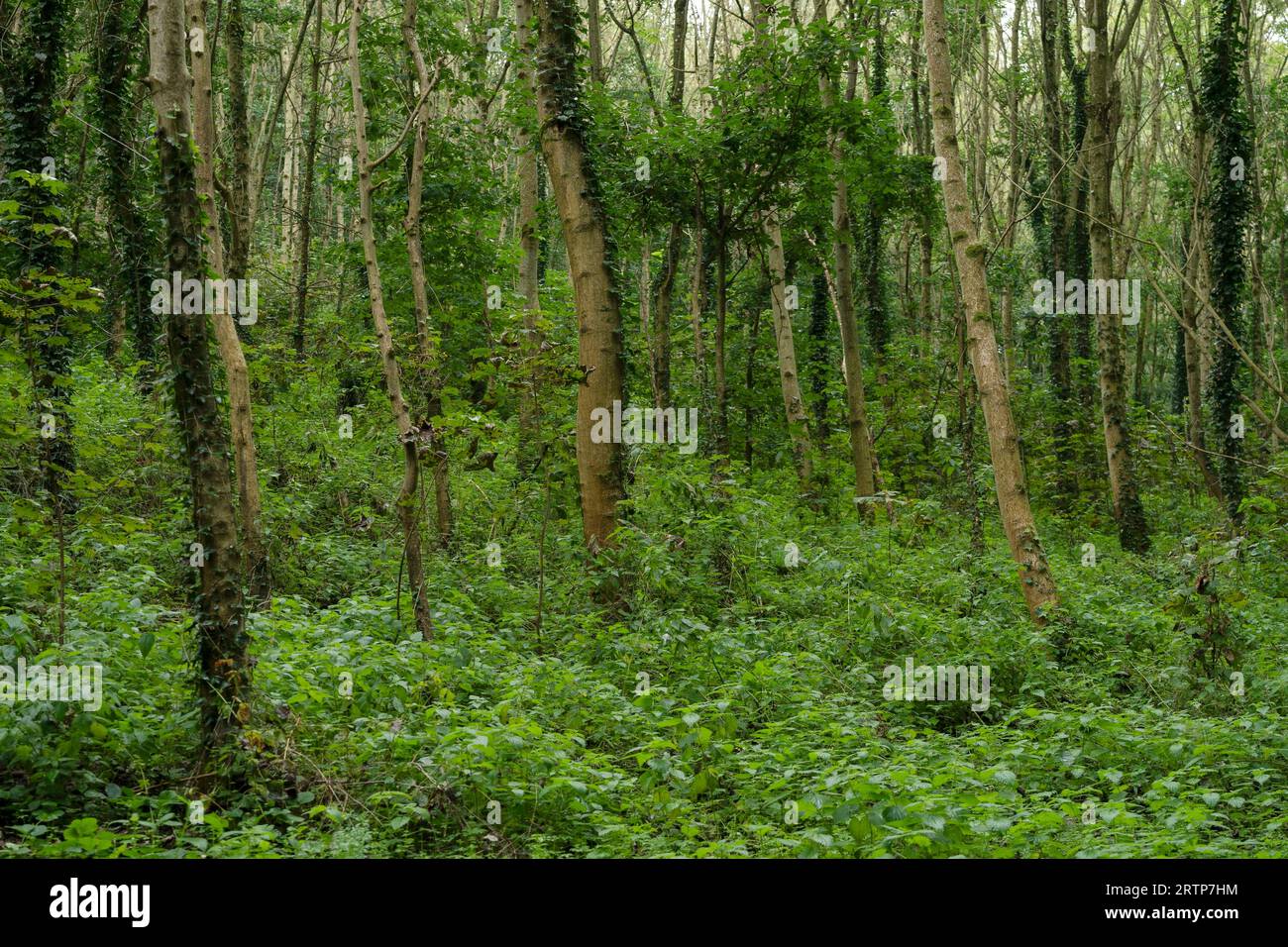 Deciduous woodland Loughgall Country Park in Loughgall County Armagh ...