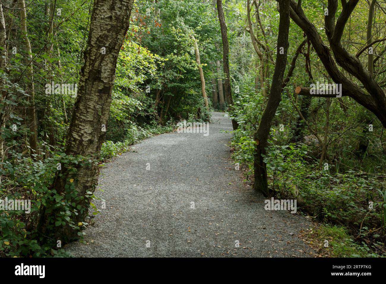 Deciduous woodland around the lake in Loughgall Country Park in ...