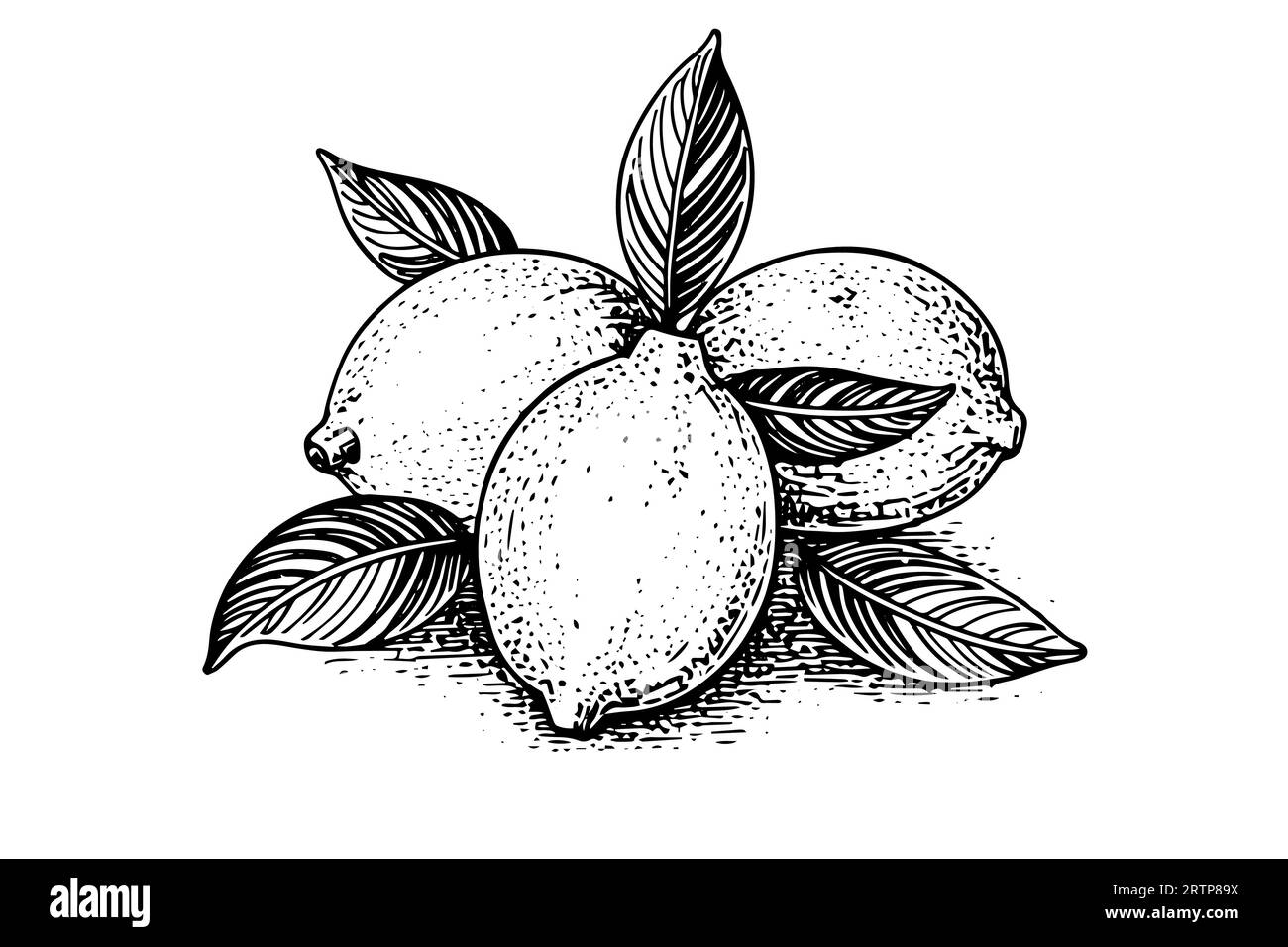 Woodcut citron tree Stock Vector Images - Alamy