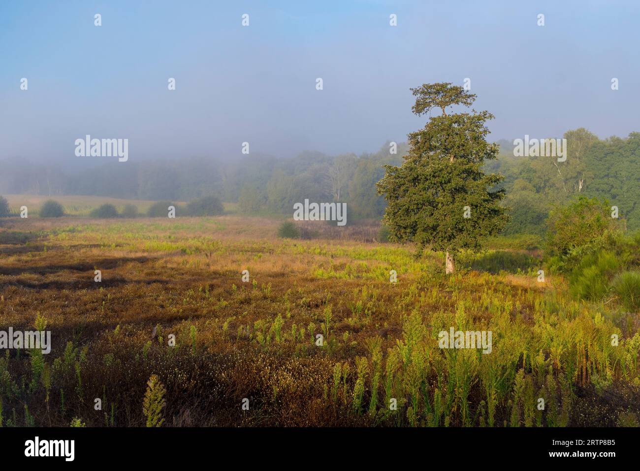 View on the nature and landscape of rural Galicia in Spain in the ...