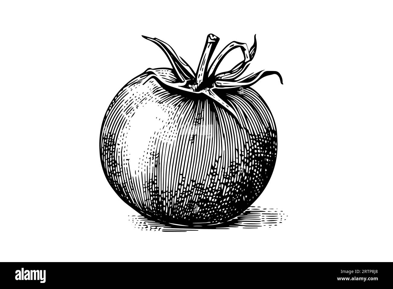 Tomato hand drawn ink sketch. Engraving vintage style vector ...