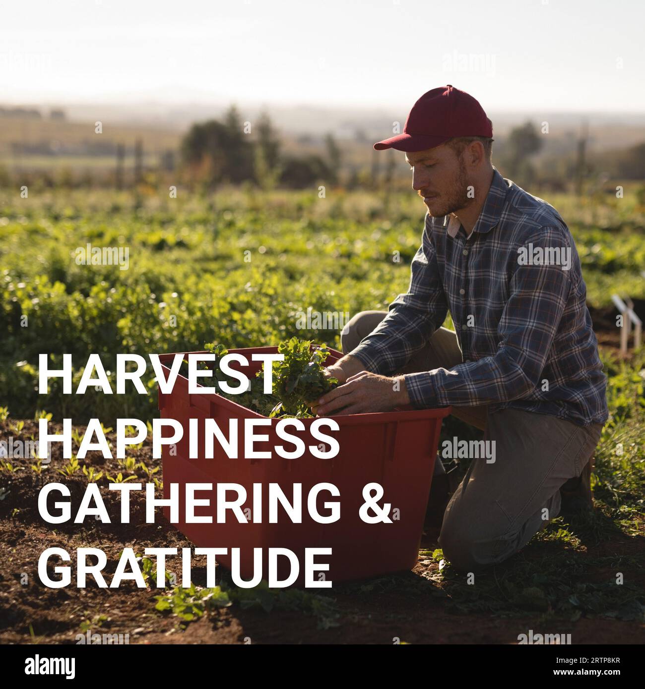 Harvest, happiness, gathering and gratitude text and caucasian male ...