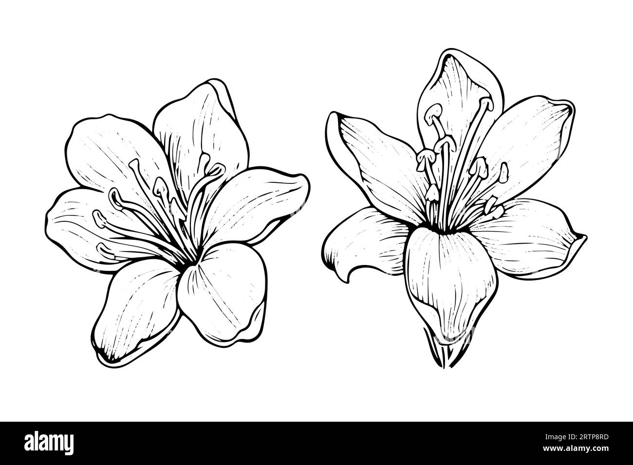 Saffron or crocus hand drawn ink sketch. Vector illustration in ...
