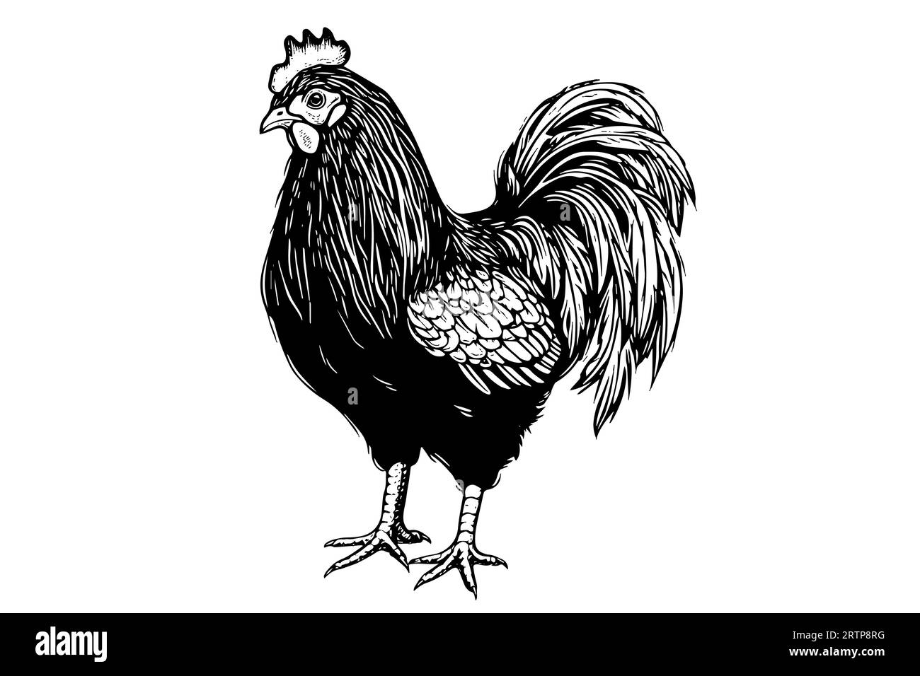 Chicken in cartoon style Black and White Stock Photos & Images - Alamy