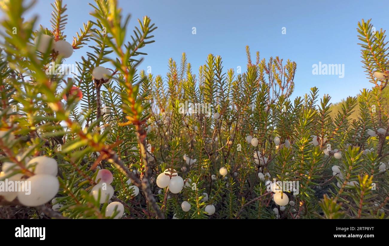 Corema album camarinha portuguese crowberry hi-res stock photography ...
