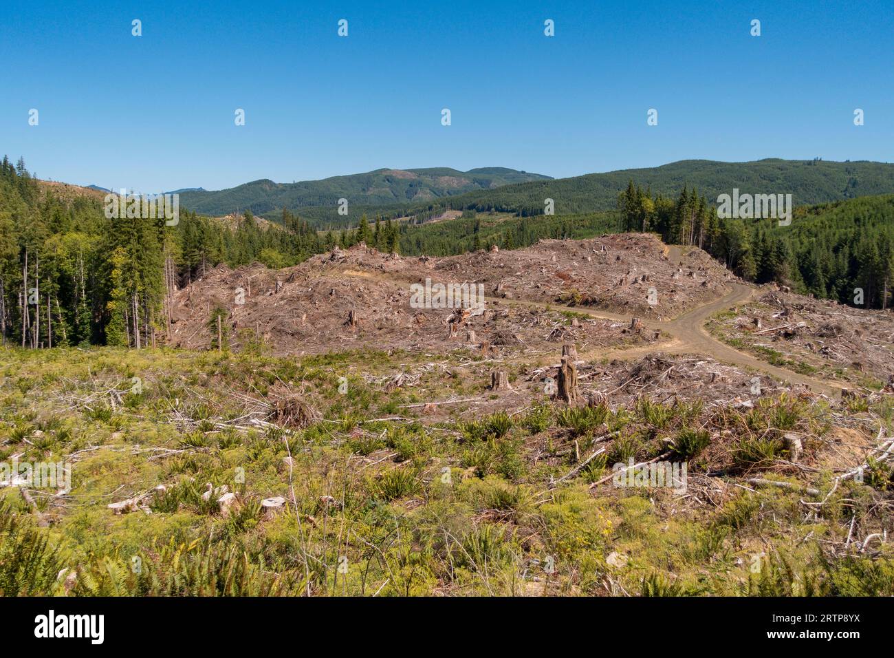 GRAYS RIVER, WASHINGTON, USA - Clearcut logging area on Route 4 east of ...