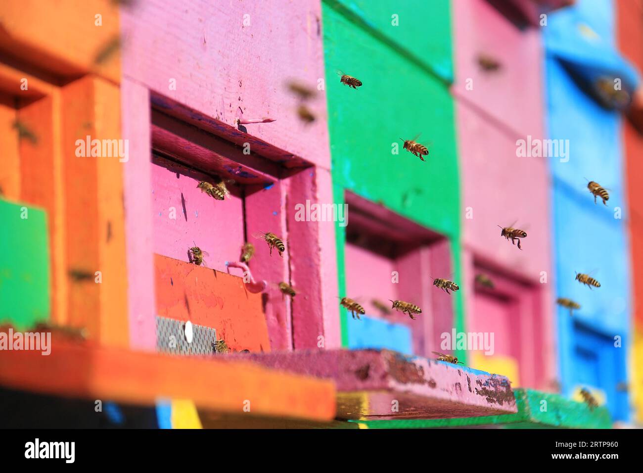 Beehive apiculture slovenia hi-res stock photography and images - Alamy