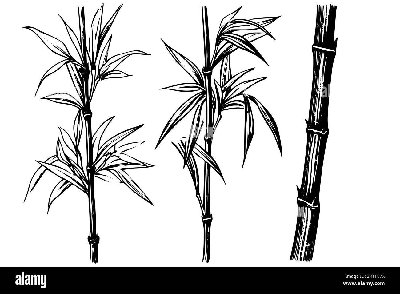 Bamboo Tree Drawing