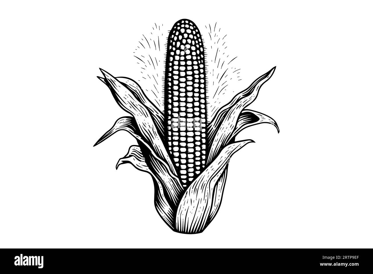 Corn hand drawing sketch vintage engraving vector illustration Stock ...