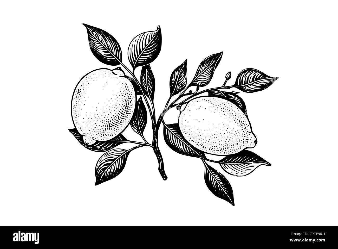 Hand drawn ink sketch vector illustration of lemon. Citrus in engraving style vector ...