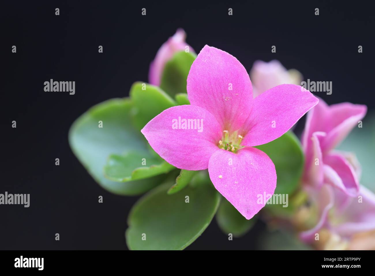 Four-piece structure of flower Kalanchoe crenata Stock Photo - Alamy