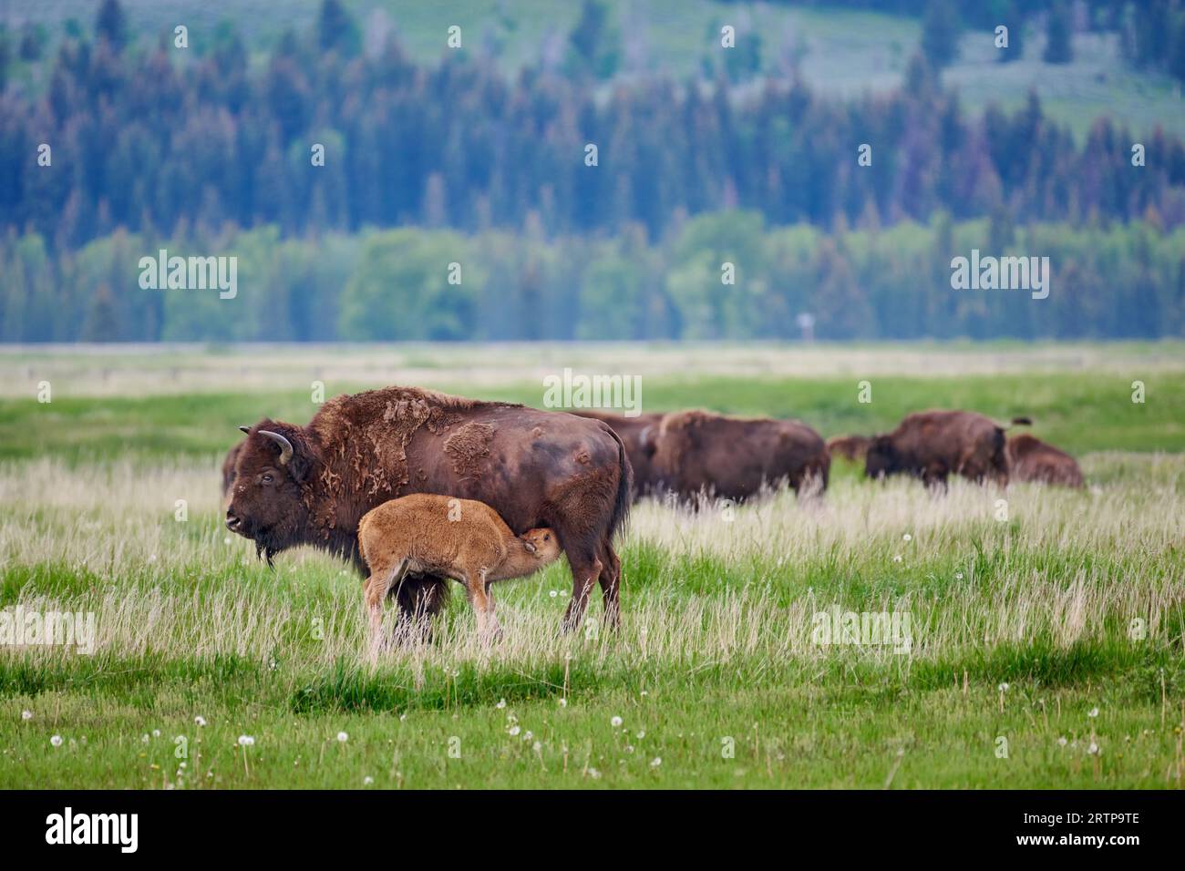 American bison (Bison bison), calf suckling at mother, Grand Teton ...