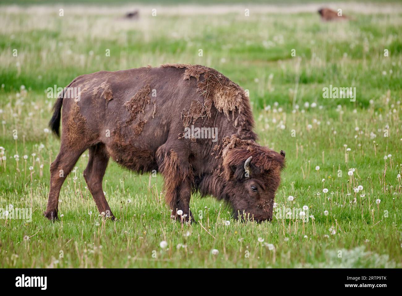 American bison (Bison bison), Grand Teton National Park, Wyoming ...