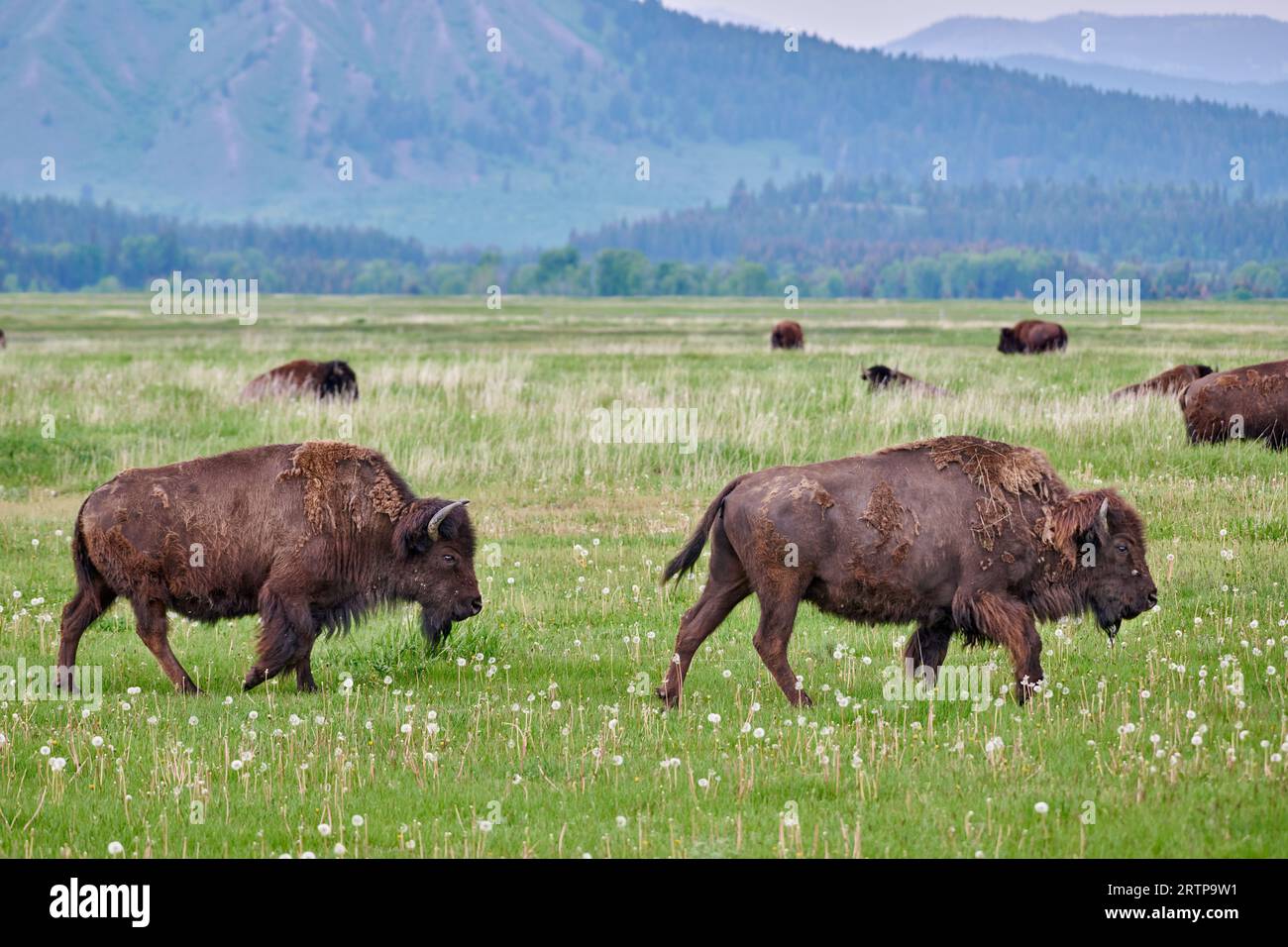 American bison (Bison bison), Grand Teton National Park, Wyoming ...