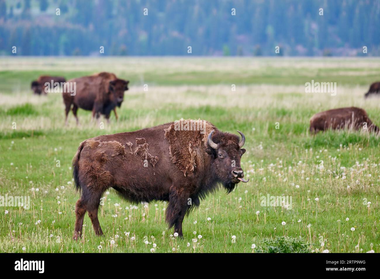 American bison (Bison bison), Grand Teton National Park, Wyoming ...