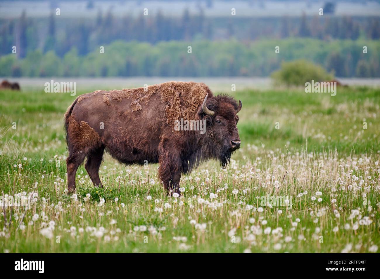 American bison (Bison bison), Grand Teton National Park, Wyoming ...