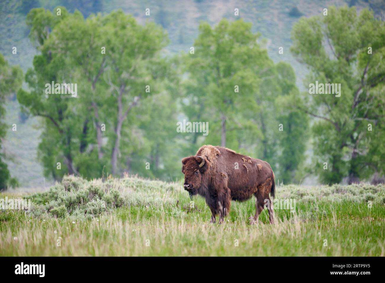 American bison (Bison bison), Grand Teton National Park, Wyoming ...