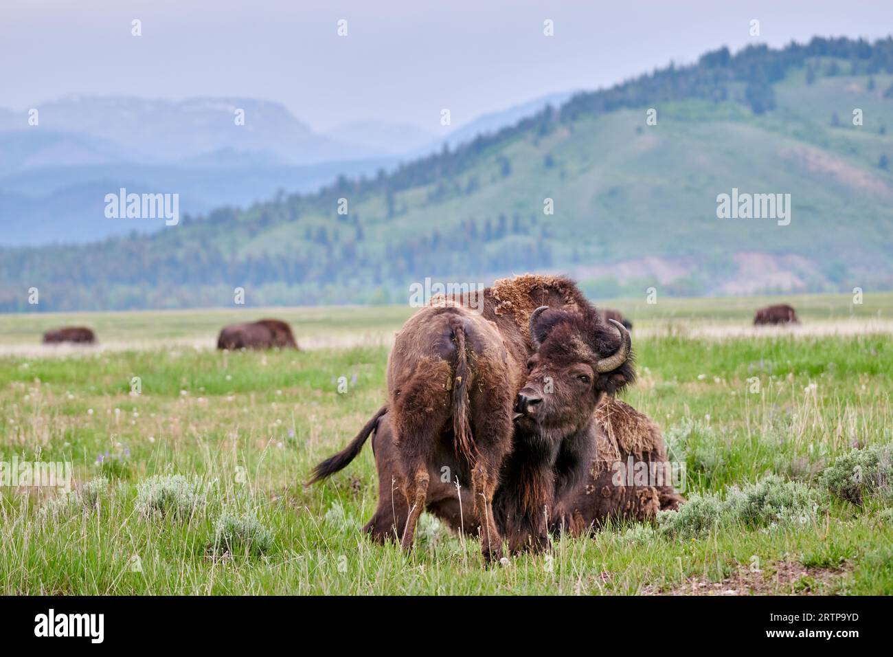 American bison (Bison bison), Grand Teton National Park, Wyoming ...