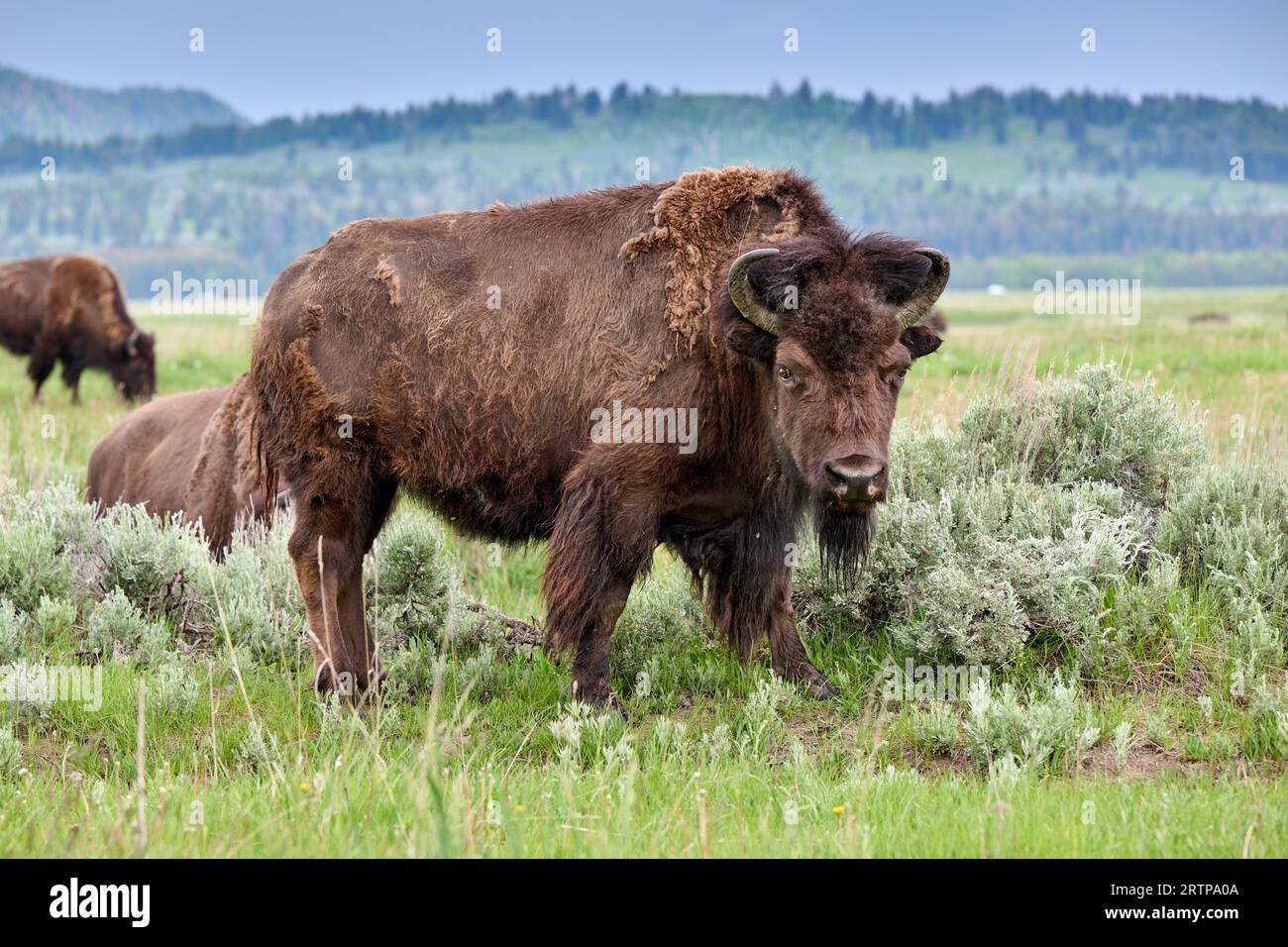 American bison (Bison bison), Grand Teton National Park, Wyoming ...