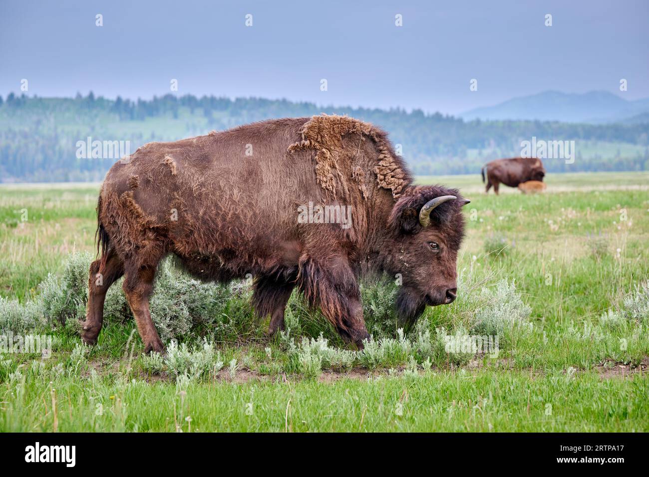 American bison (Bison bison), Grand Teton National Park, Wyoming ...