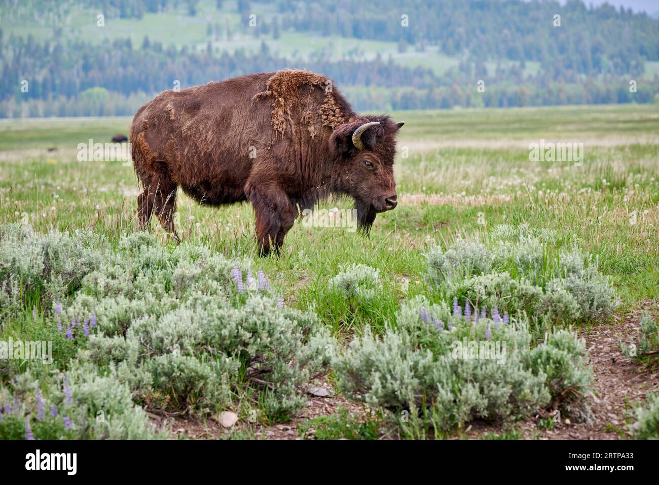 American bison (Bison bison), Grand Teton National Park, Wyoming ...
