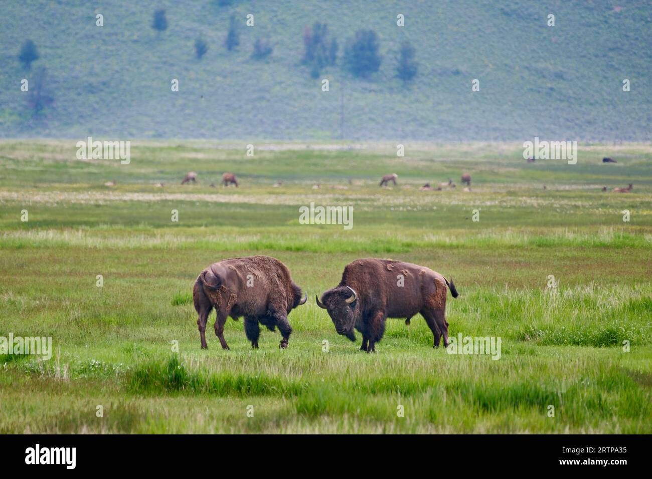 American bison (Bison bison) fighting, Grand Teton National Park ...