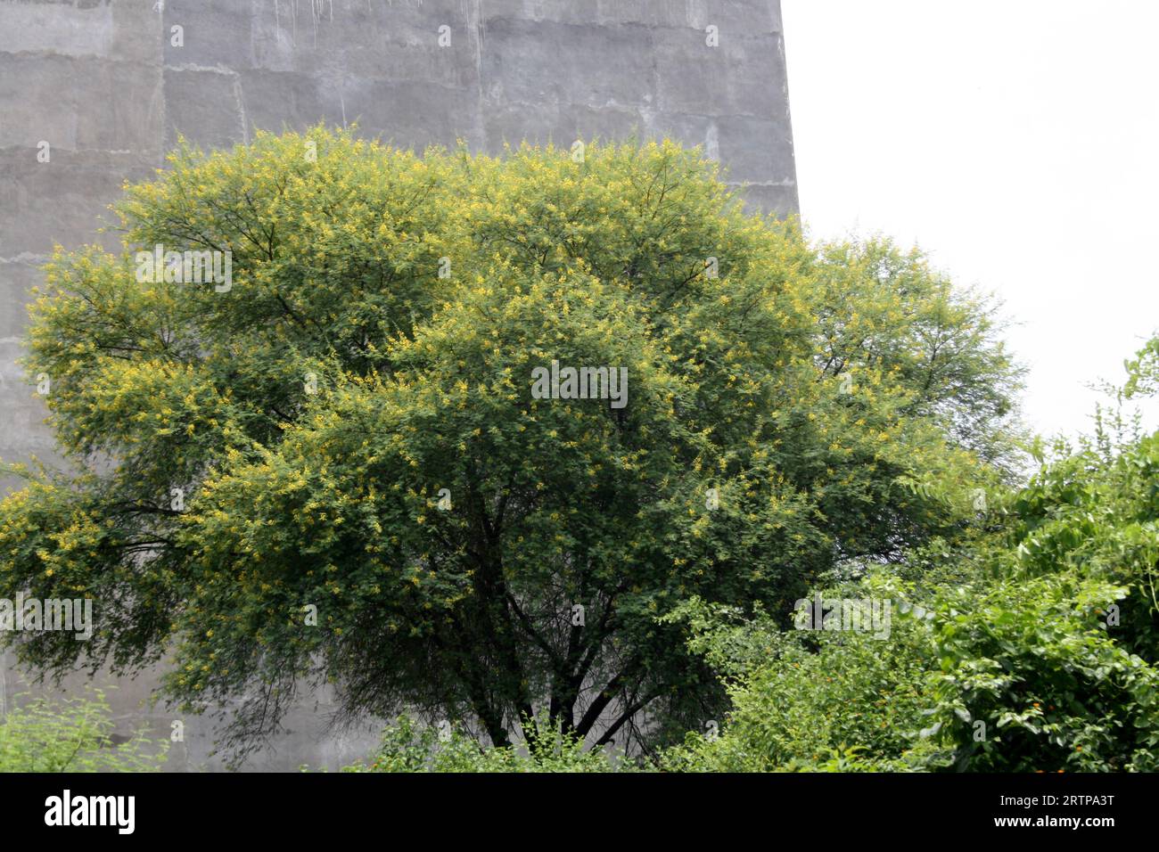 Gum Arabic Tree Close Up Of LARGE Thorns On Acacia Tree, Or Gum Arabic