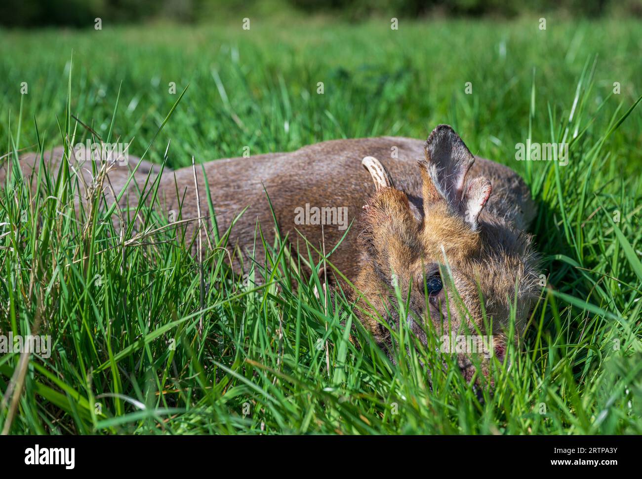 A Muntjac Deer, buck or male, that has been culled by a deer stalker as ...