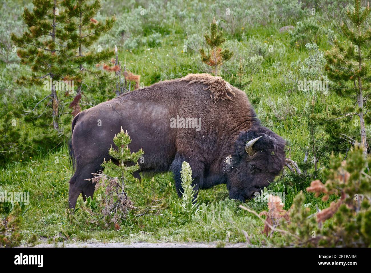 American bison (Bison bison), scrape old fur from head, Yellowstone ...