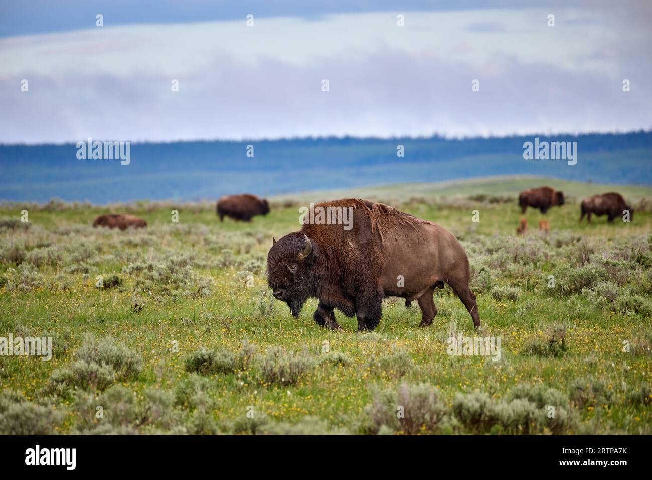 American bison (Bison bison), Yellowstone National Park, Wyoming ...