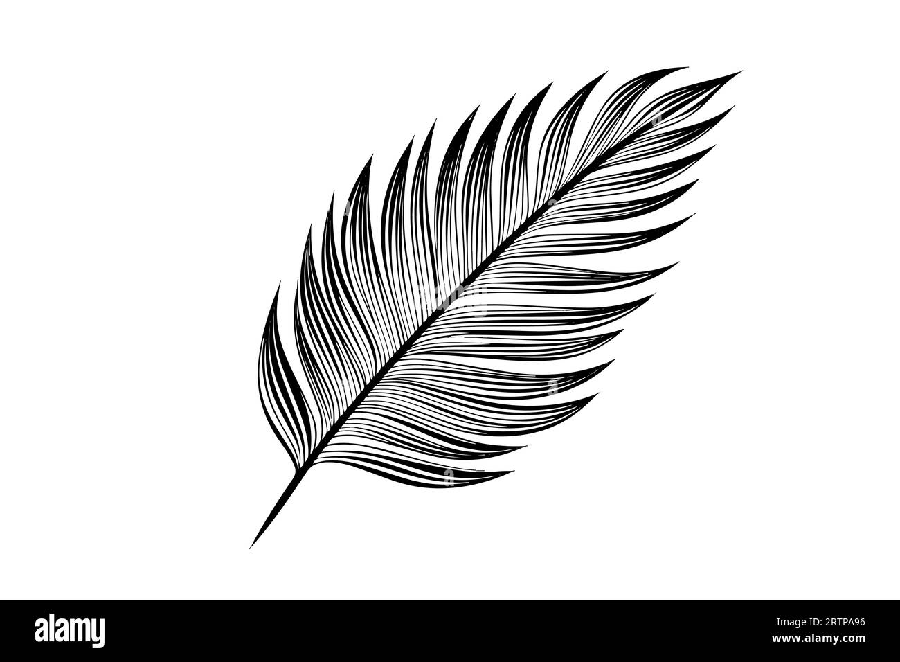 Exotic tropical leaf hand drawn vector. Botanical leaves engraved ink ...