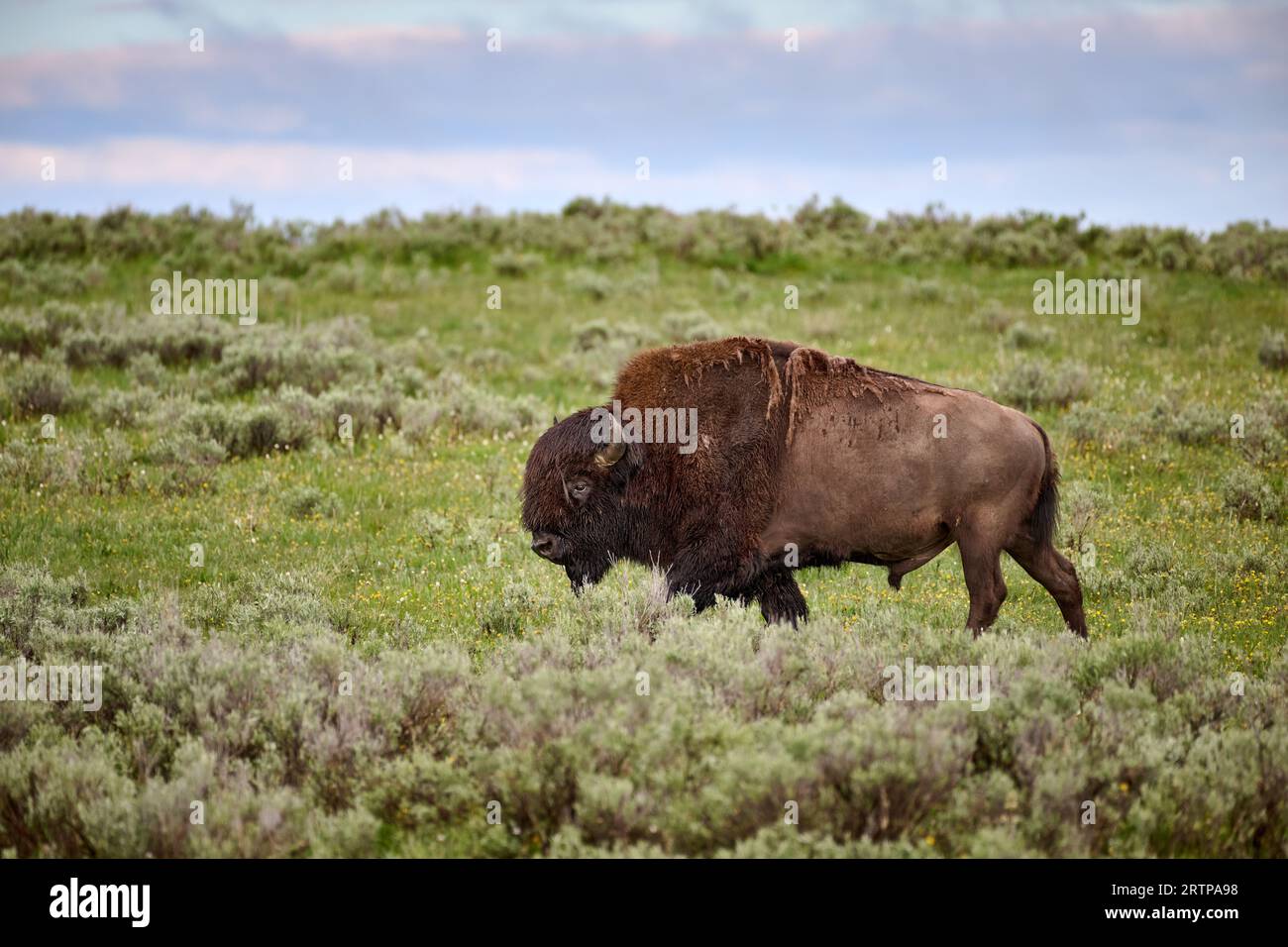 American bison (Bison bison), Yellowstone National Park, Wyoming ...