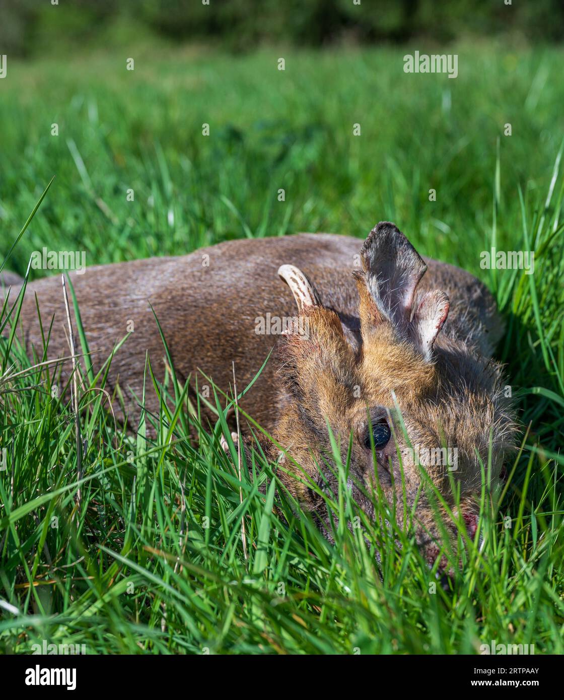 Sustainable deer management hi-res stock photography and images - Alamy