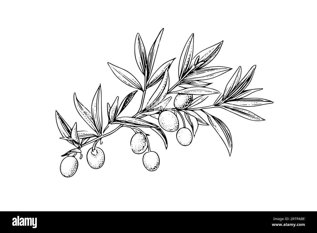 Olive oil collage Black and White Stock Photos & Images - Alamy