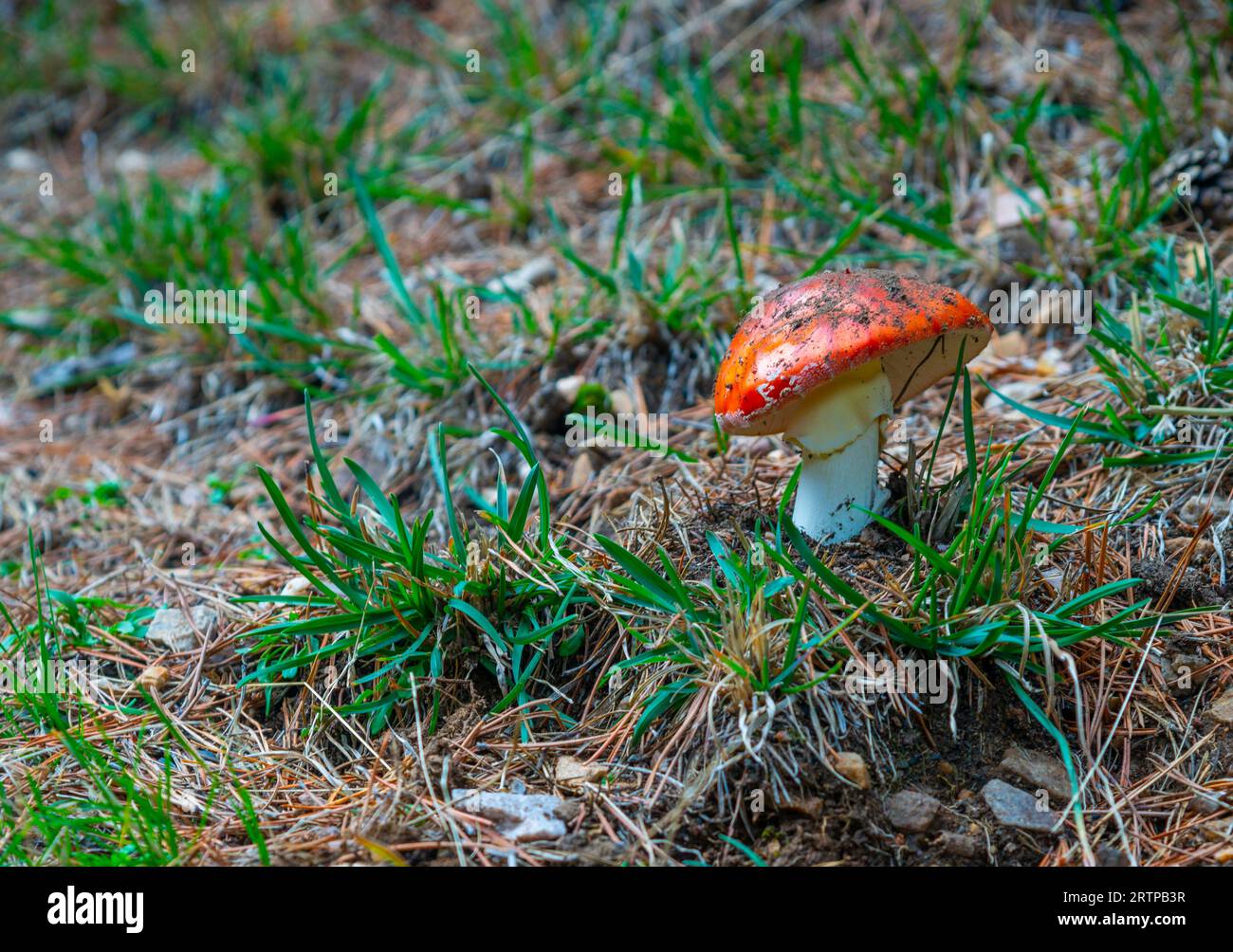 Hongos amanita hi-res stock photography and images - Alamy