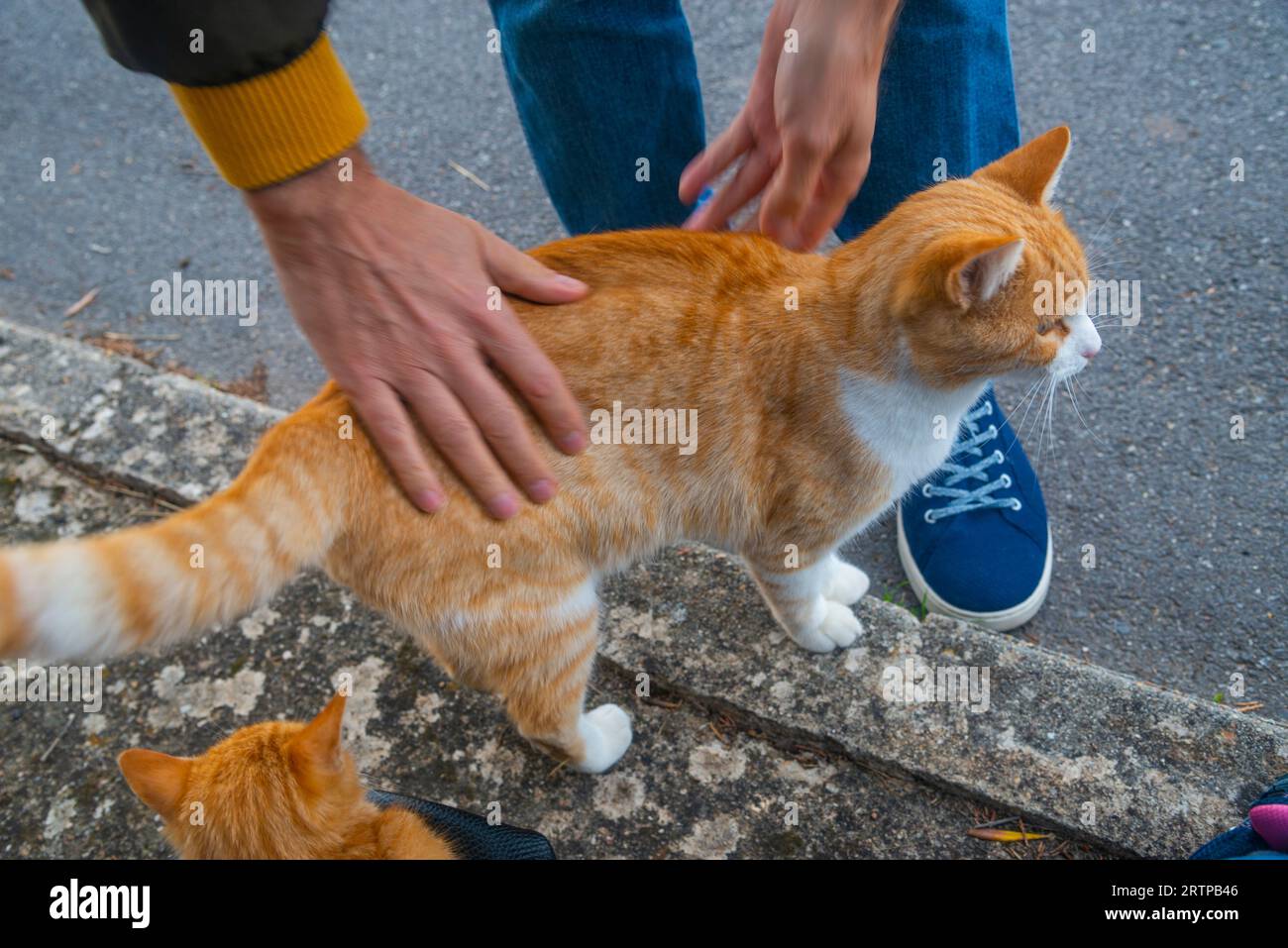 Tabby naranja hi-res stock photography and images - Alamy